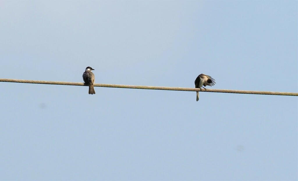 Styan's Bulbul in April 2023 by Phoebe Lin · iNaturalist