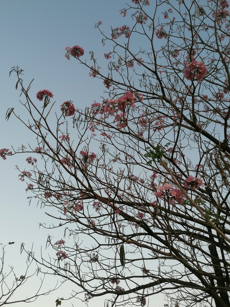 Pink poui from H, Crucecita, Oax., México on April 28, 2023 at 06:09 AM ...