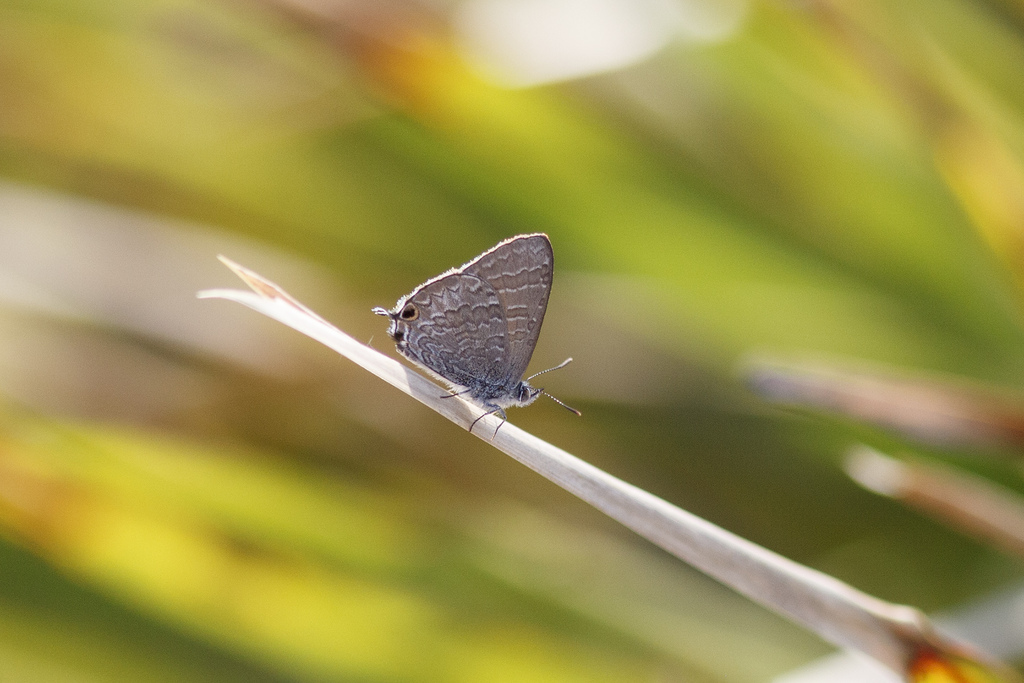 Cycad blue from Mulbring NSW 2323, Australia on October 25, 2012 at 02: ...