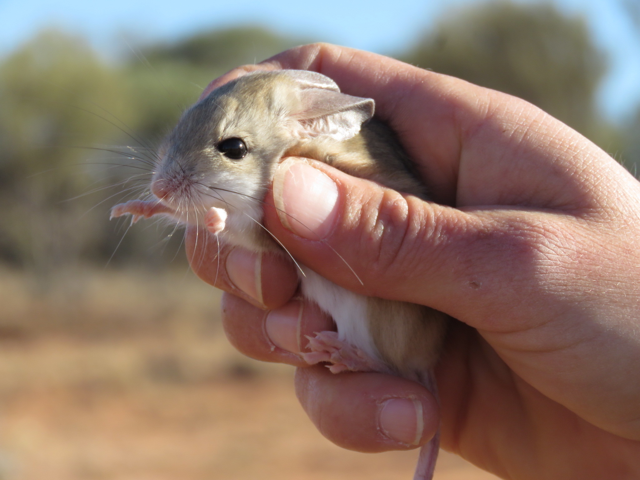 Notomys Lesson, 1842