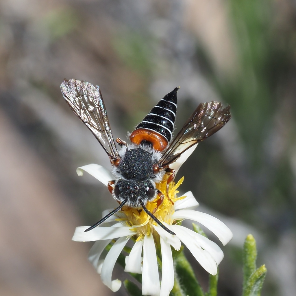 Coelioxys kuscheli from Zapahuira on April 25, 2023 at 01:59 PM by ...