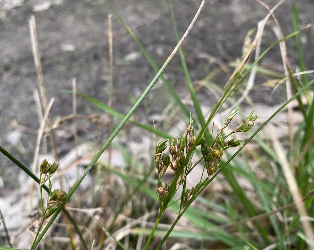 Slender Path Rush from Dandenong Ranges National Park, Tremont, VIC, AU ...