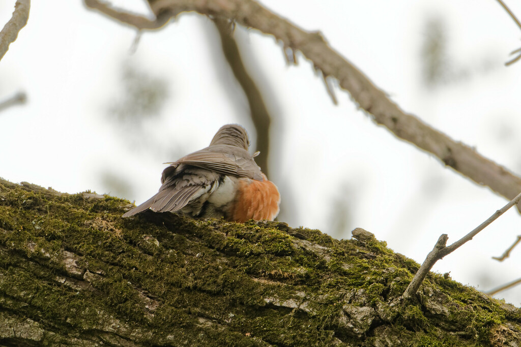 American Robin from Lansing, MI, USA on April 28, 2023 at 07:54 AM by ...