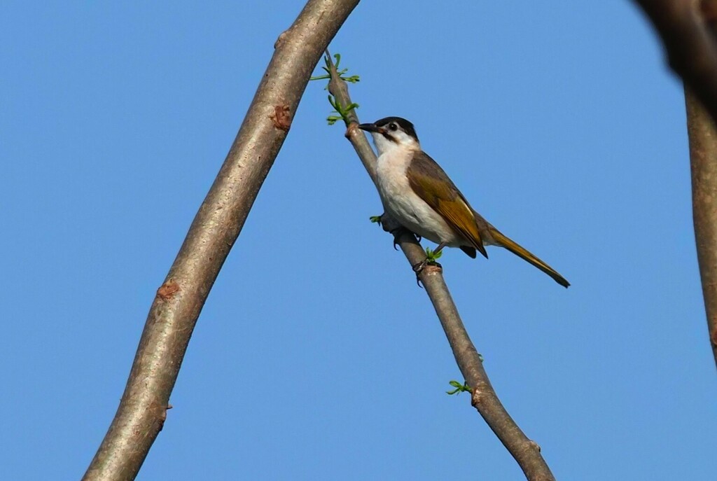Styan's Bulbul in April 2023 by Phoebe Lin · iNaturalist