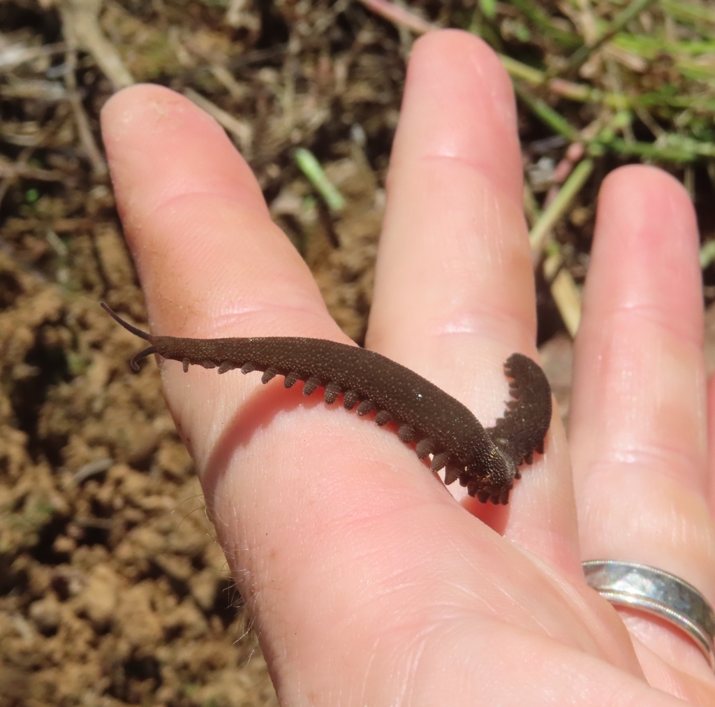Peripatus juanensis from La Torre, Lares 00669, Puerto Rico on April 26 ...