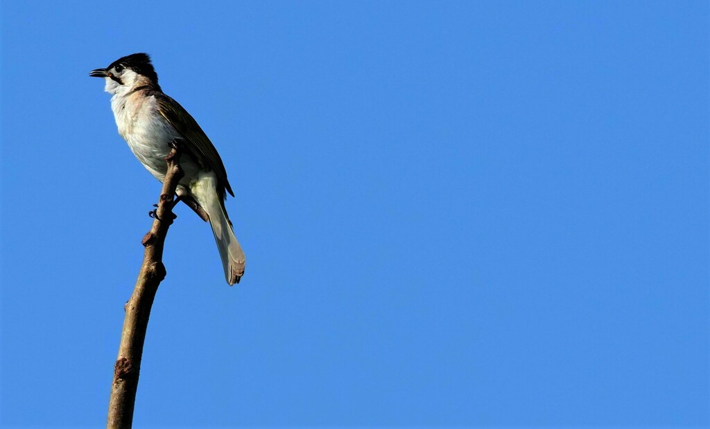 Styan's Bulbul in April 2023 by Phoebe Lin · iNaturalist
