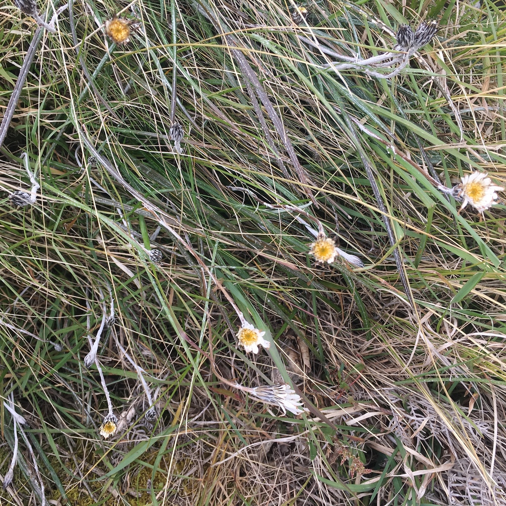 Common Mountain Daisy from Governors Bay 8971, New Zealand on October ...