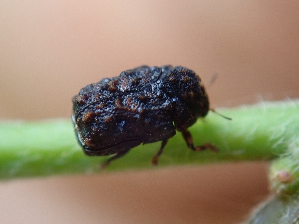 Chlamisus spilotus from Hinode, Tokyo, Japan on April 23, 2023 at 12:23 ...