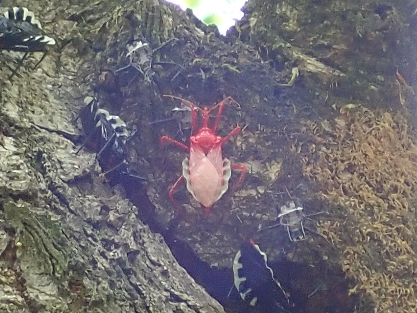 Japanese Assassin Bug from 日本、〒190-0141 東京都あきる野市横沢 on April 23, 2023 at ...