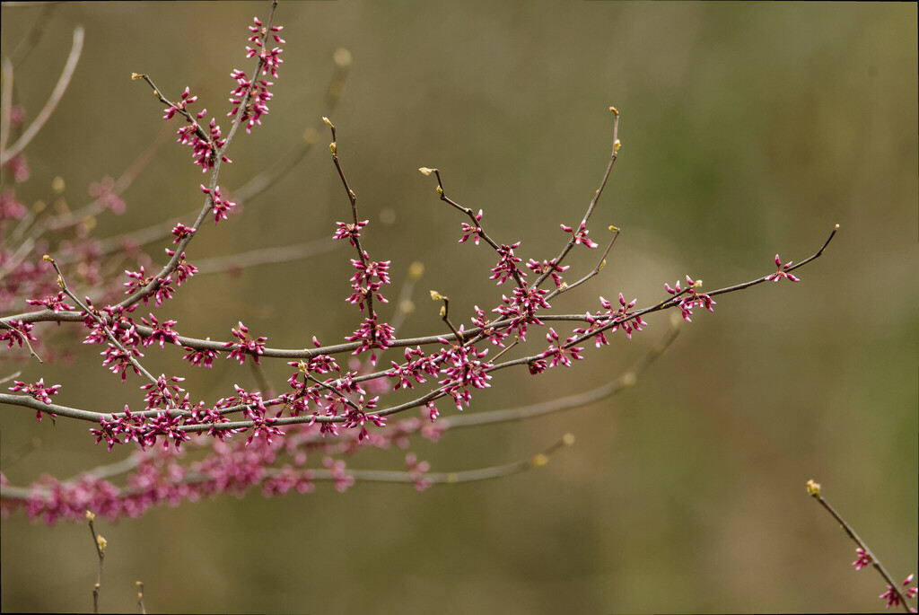 eastern redbud from Lansing, MI, USA on April 28, 2023 at 08:45 AM by ...