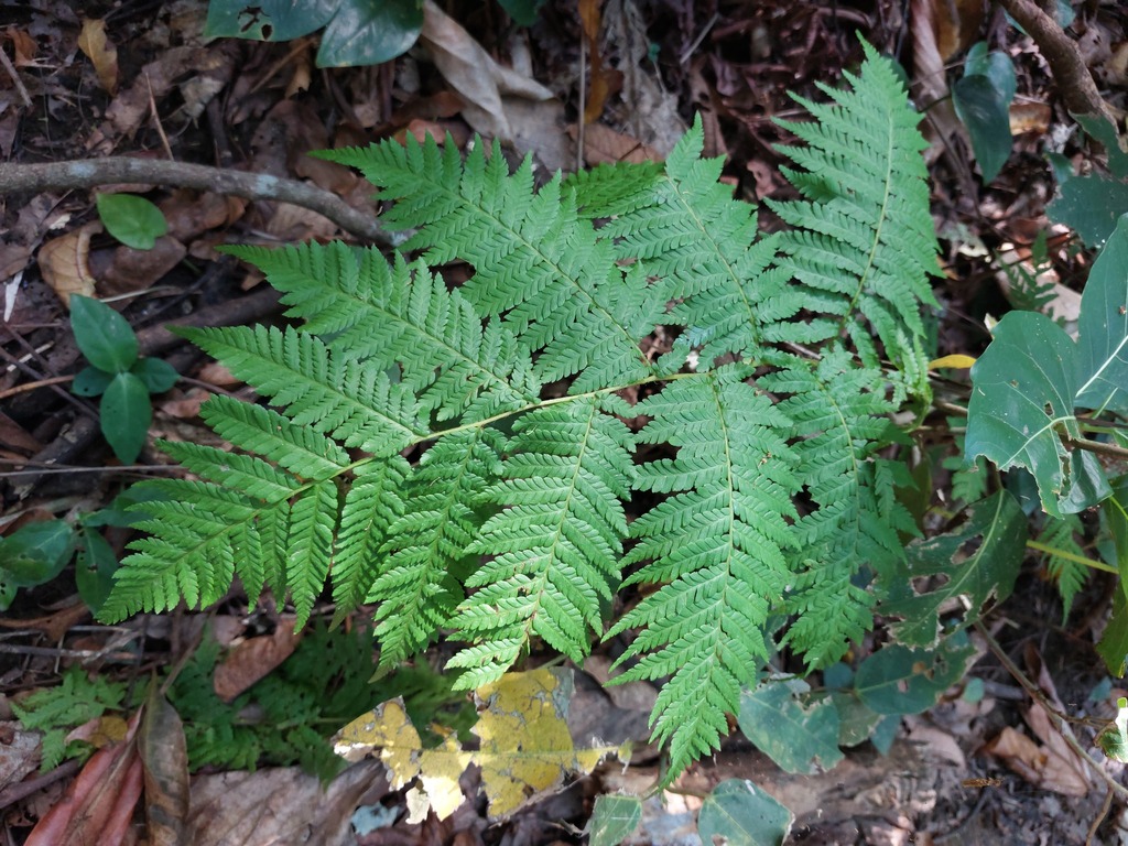 Flying Spider Monkey Tree Fern from 台灣台東縣 on April 06, 2023 at 01:13 PM ...