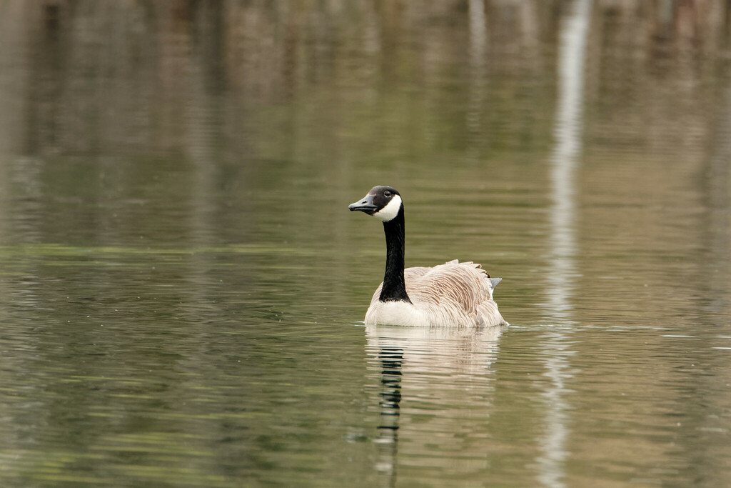 Canada Goose from East Lansing, MI, USA on April 28, 2023 at 07:35 AM ...