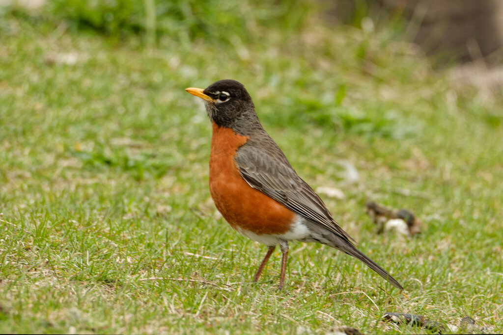 American Robin from East Lansing, MI, USA on April 28, 2023 at 07:36 AM ...