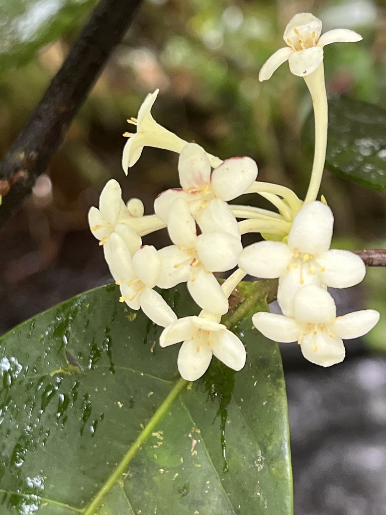 Phaleria nisidae from Ngardmau, Palau on June 24, 2022 at 09:54 AM by ...