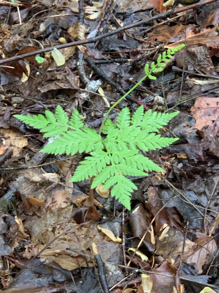 rattlesnake fern from Great Smoky Mountains, Gatlinburg, TN, US on ...
