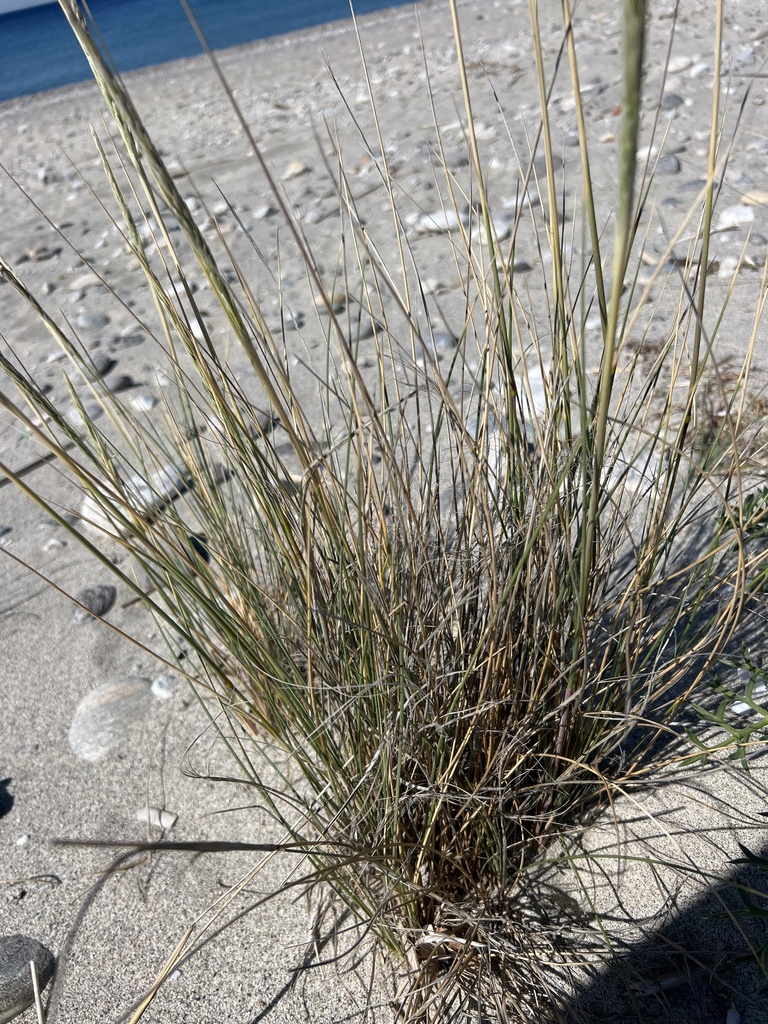 Sand Couch-grass from Sicilia, Messina, Sicilia, IT on April 28, 2023 ...