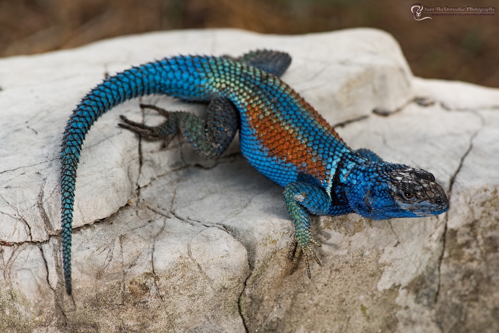 Minor Lizard in May 2020 by Juan Ma Contortrix · iNaturalist