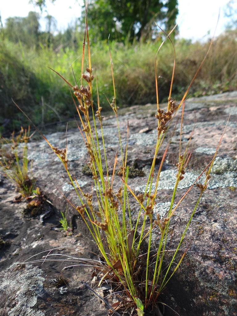 Slender Path Rush from Народичский район, Житомирская область, Украина ...