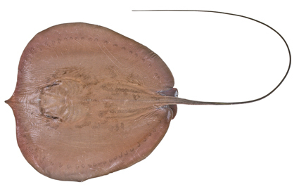 Freshwater Whipray (Urogymnus dalyensis) - Marine Life Identification