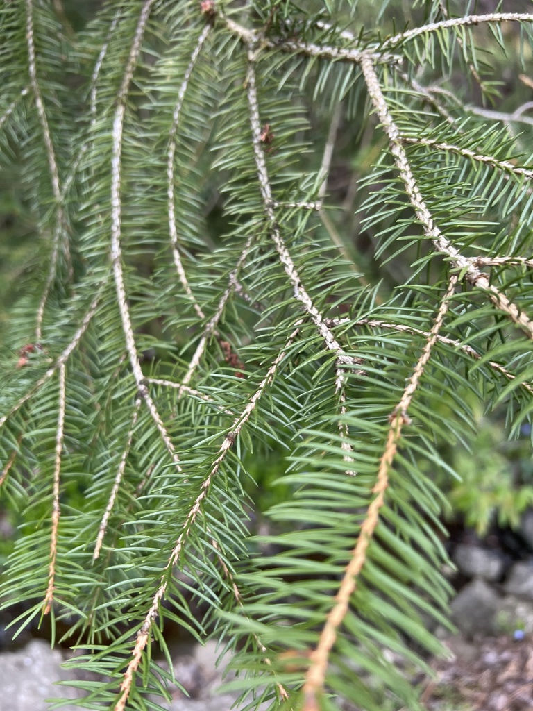 spruces from Baron Rd, McKean, PA, US on April 28, 2023 at 09:52 AM by ...