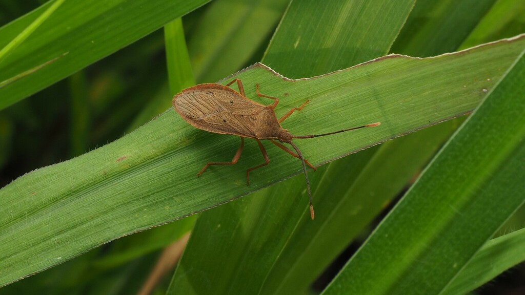 Homoeocerus unipunctatus from 台灣新竹縣 on April 28, 2023 at 09:58 PM by 水牛 ...