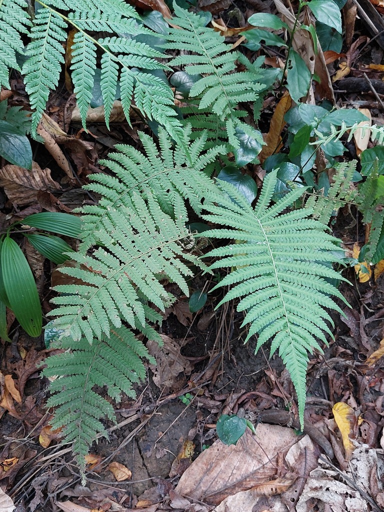 Parasitic Tri-vein Fern from 台灣台東縣 on April 06, 2023 at 02:12 PM by 胡正恆 ...
