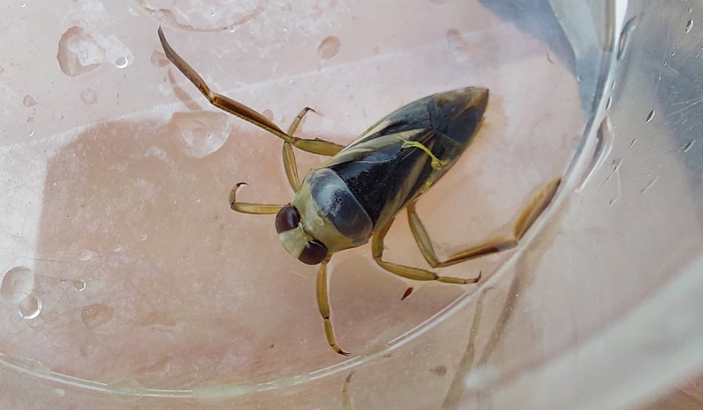 Notonecta obliqua from Coleman's Hatch, Hartfield TN7 4HH, UK on April ...