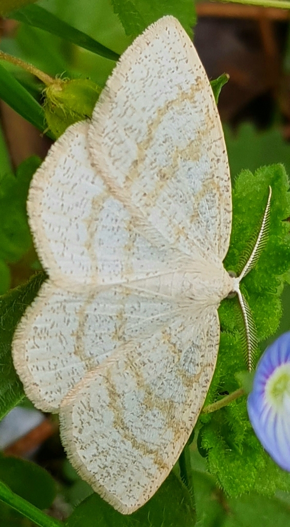 Northern Wave Moth from 77000 Livry-sur-Seine, France on April 28, 2023 ...
