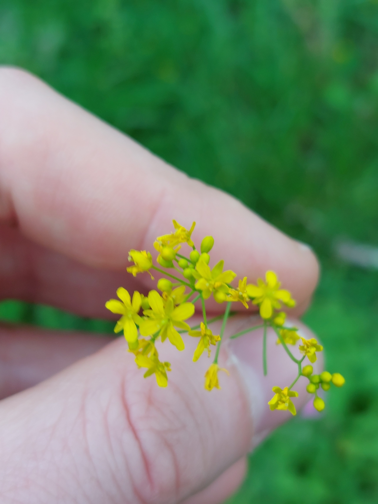 Rorippa pyrenaica (L.) Rchb.