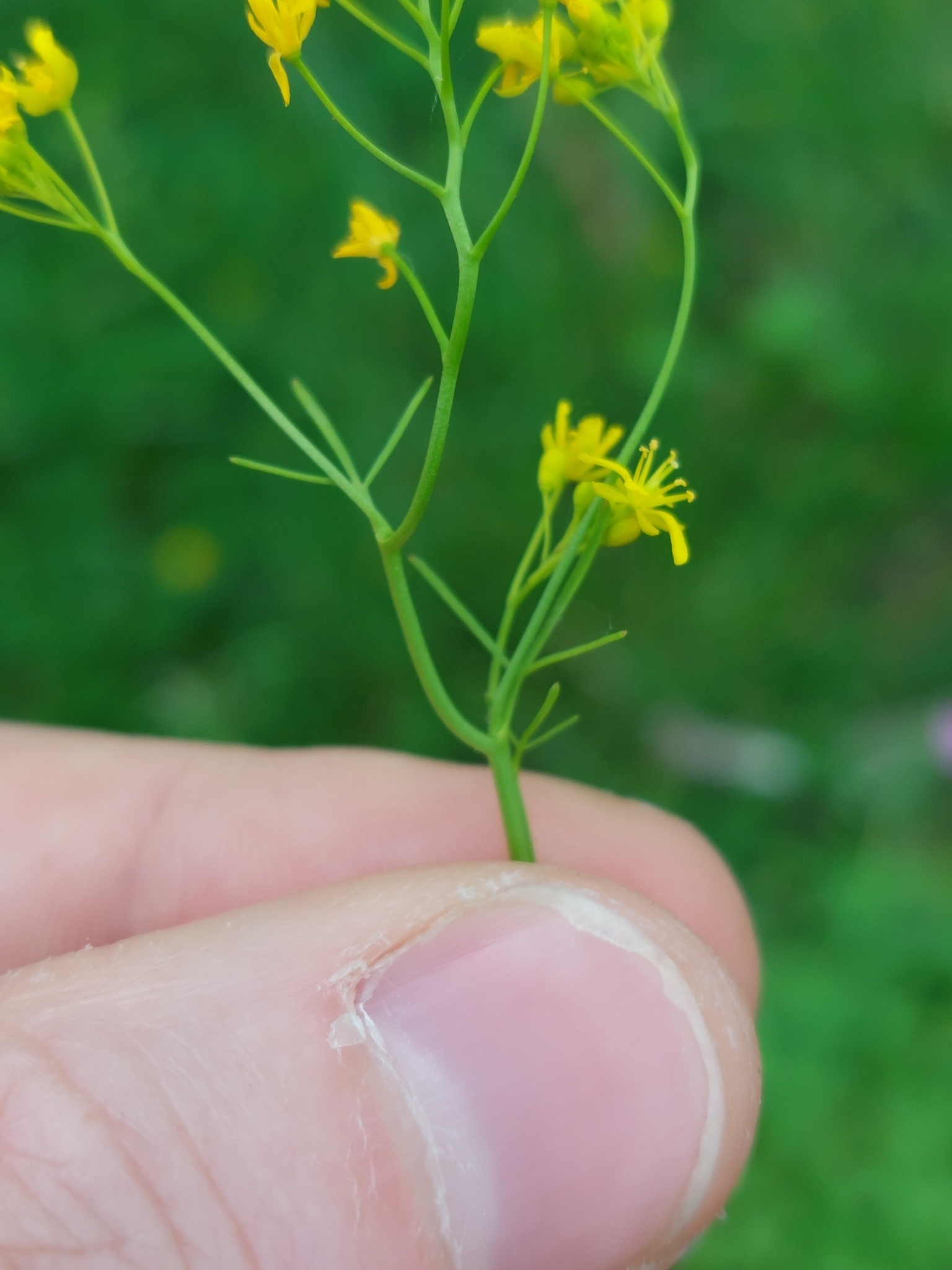 Rorippa pyrenaica (L.) Rchb.