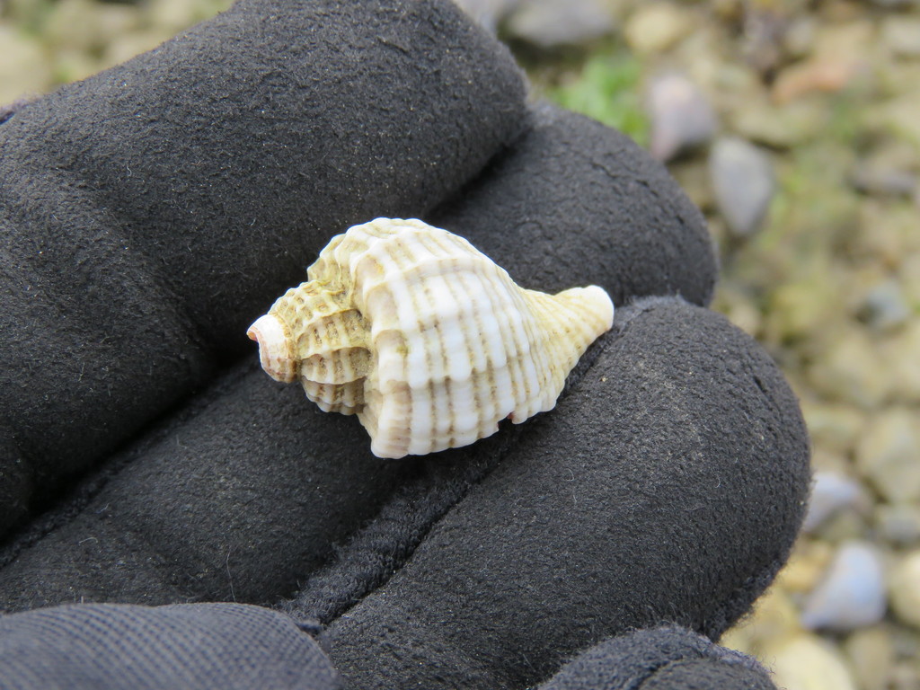 Trophon geversianus (OCÉANO - Bahía Bustamante) · iNaturalist