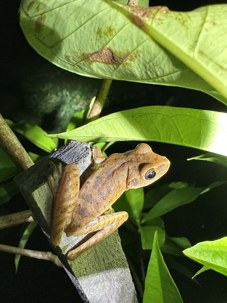 Chaco Tree Frog from Vale Do Anari, RO, BR on April 21, 2023 at 07:19 ...