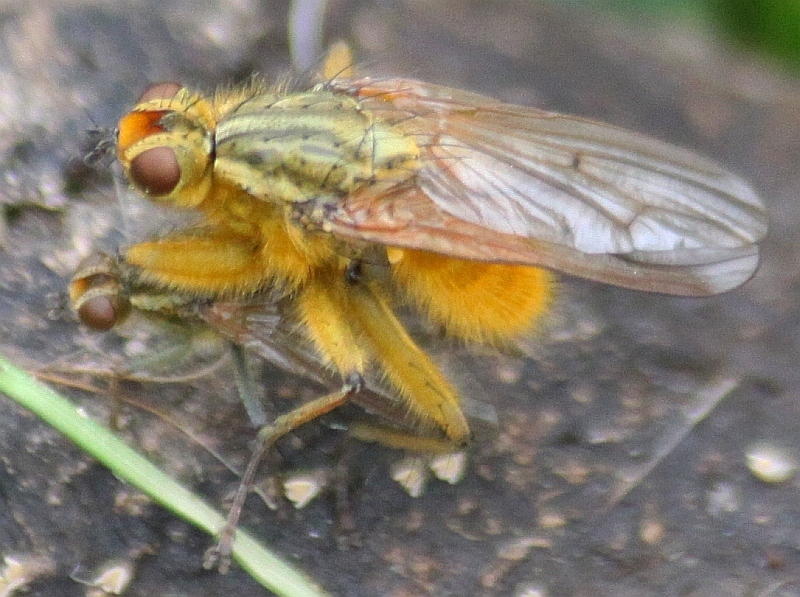 Golden Dung Fly from Tweed, ON, Canada on April 27, 2023 at 04:33 PM by ...