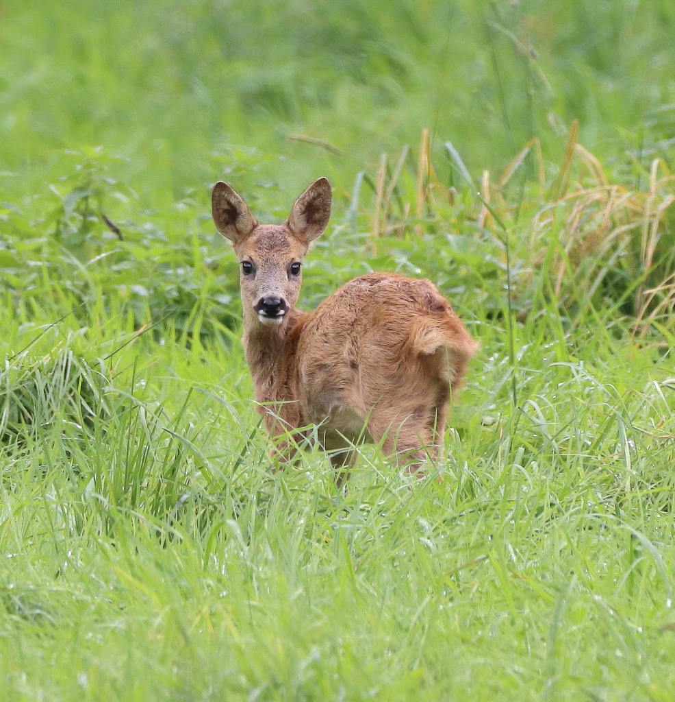 European Roe Deer from 46499 Hamminkeln, Deutschland on April 16, 2021 ...