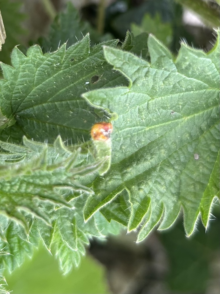 Nettle Clustercup Rust fungus from Hepscott CP, Morpeth, England, GB on ...
