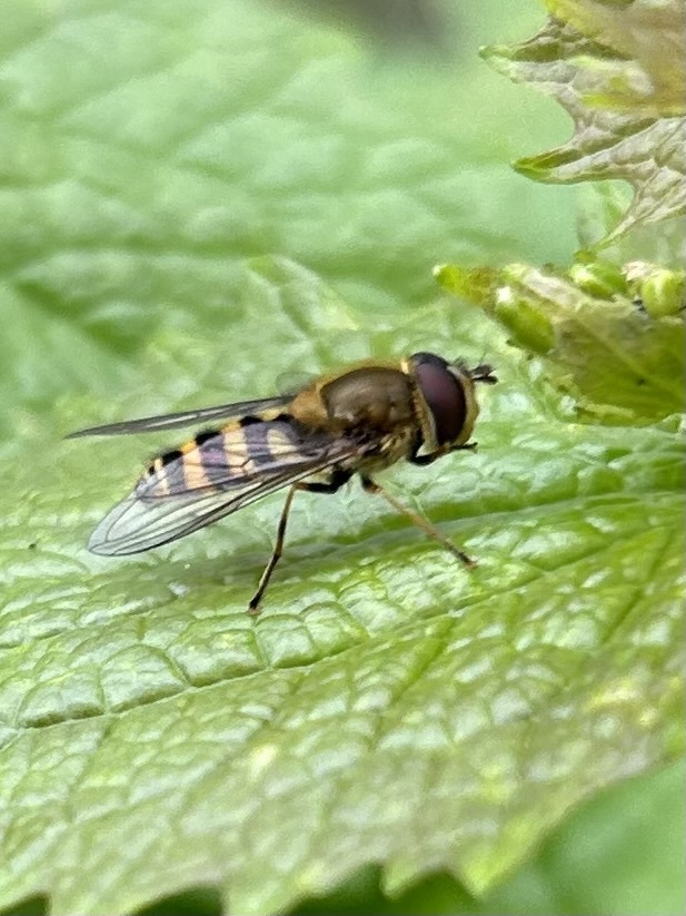 Common Flower Flies from Hepscott CP, Morpeth, England, GB on April 28 ...