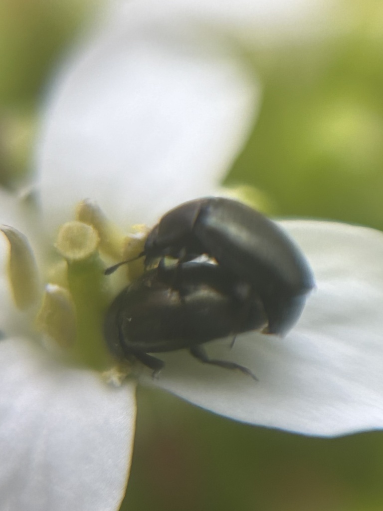 Common Pollen Beetle from Hepscott CP, Morpeth, England, GB on April 28 ...