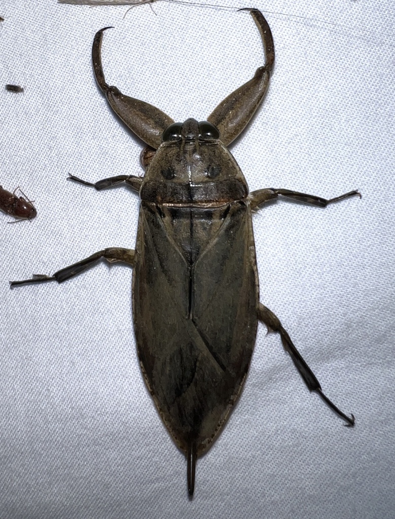 Uhler's Giant Water Bug from SW 190th Avenue Rd, Dunnellon, FL, US on ...