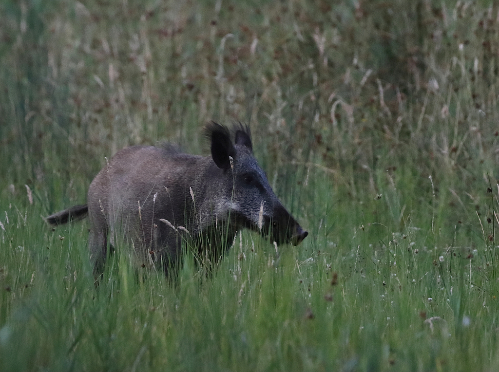 Central European Boar from Zingst, Deutschland on July 22, 2021 at 06: ...
