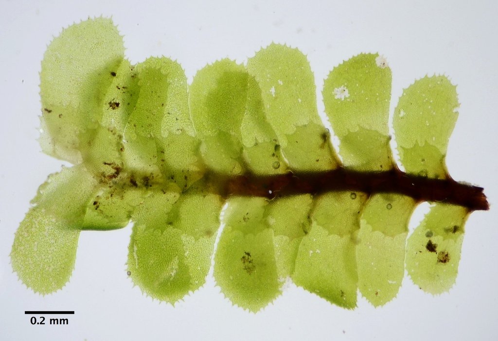 leafy and simple thalloid liverworts (Jungermanniopsida) - Botanical Realm