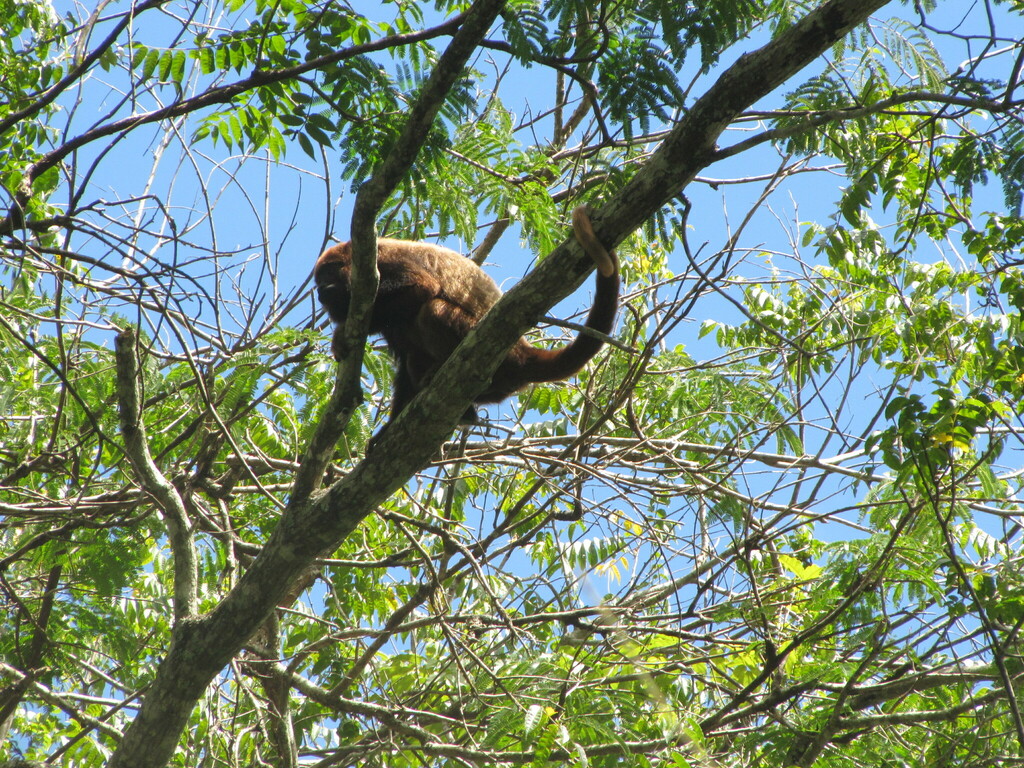 Northern Brown Howler Monkey in March 2015 by Mariane Kaizer · iNaturalist