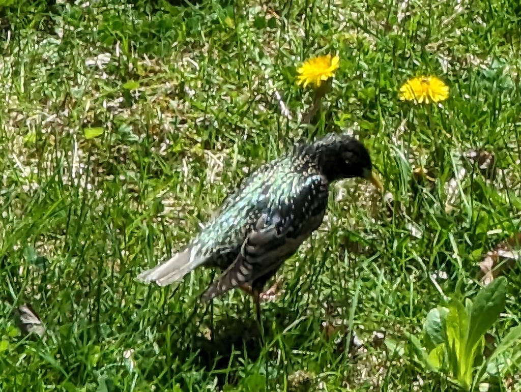 European Starling from Dartmoor, Ann Arbor, MI 48103, USA on April 27 ...