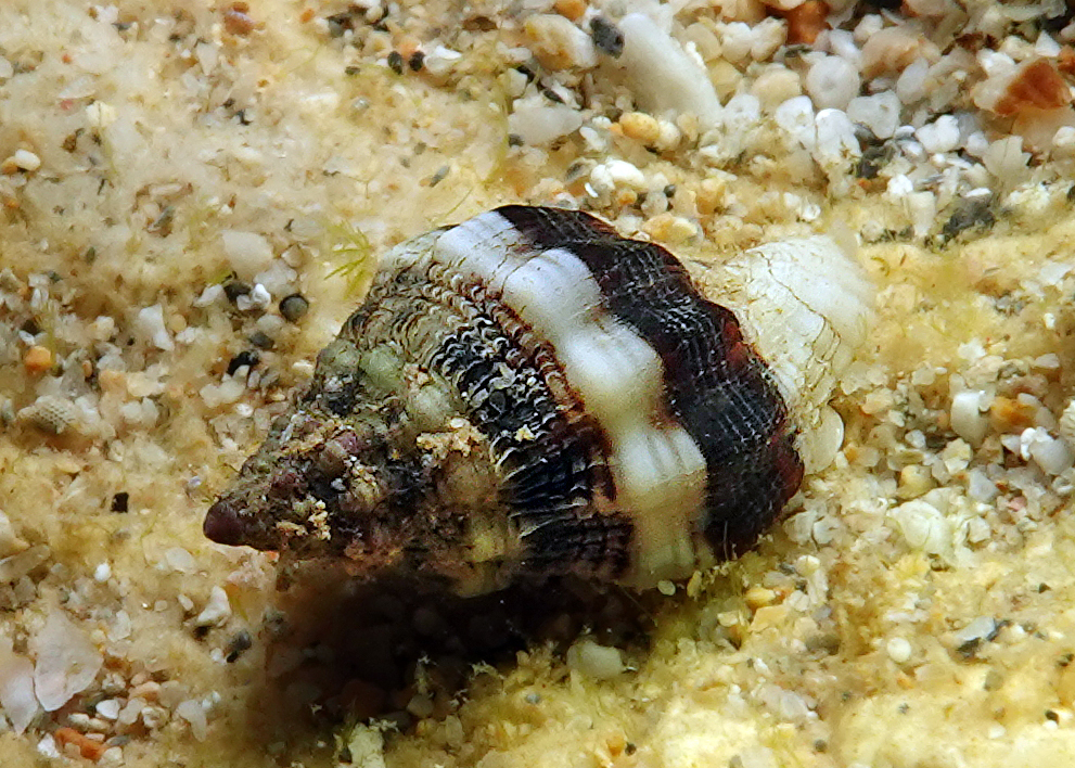 Cronia avellana from Bundegi, Exmouth, WA, Australia on April 23, 2023 at 04:01 PM by Glen ...