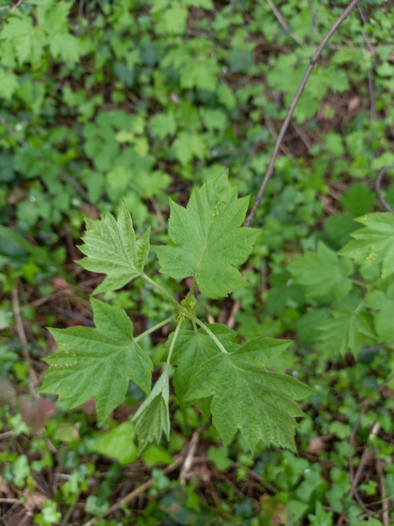 Wild Service-tree from Harringay Ladder, London, UK on April 28, 2023 ...