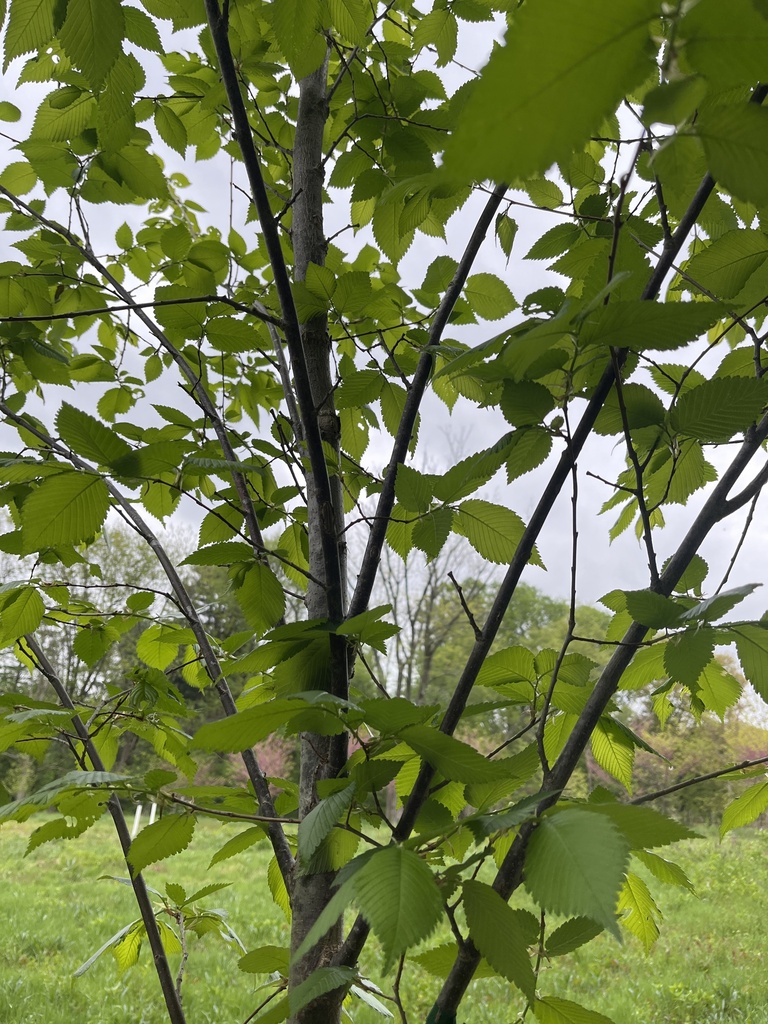 American elm from Rock Creek Rd, Gladwyne, PA, US on April 28, 2023 at ...