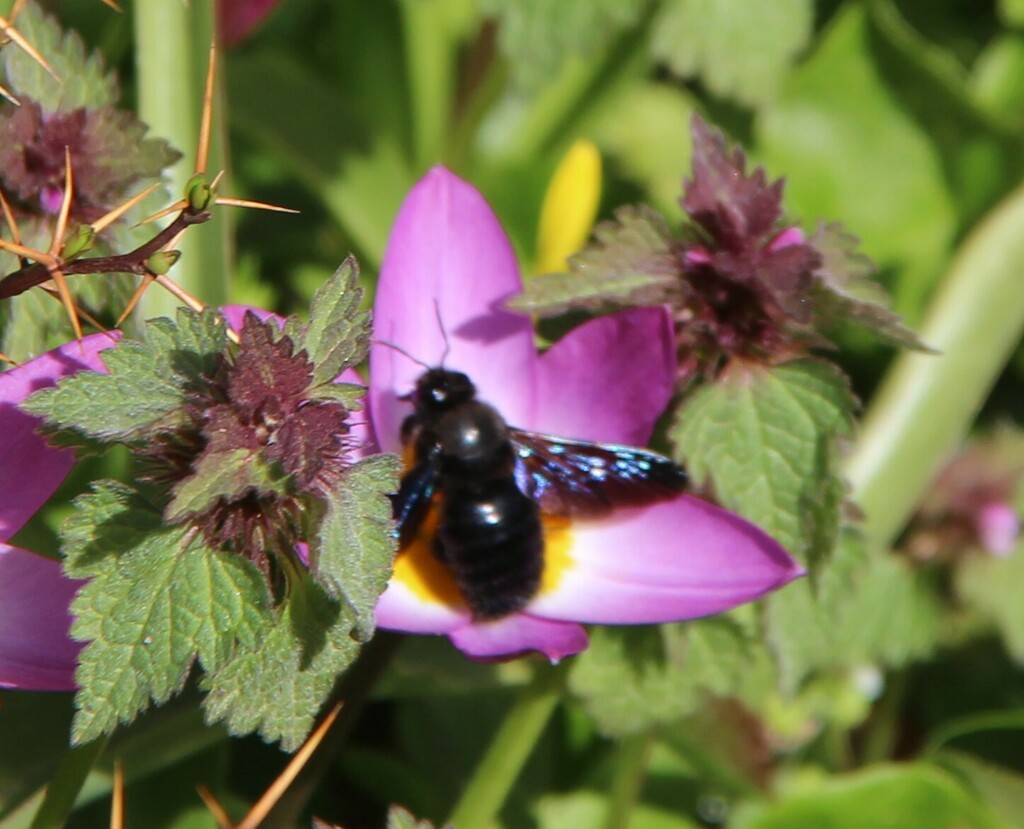 Violet Carpenter Bee from Omalos Plateau, Crete, Greece on April 2 ...