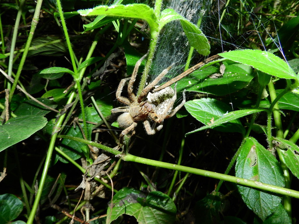 Phoneutria keyserlingi from Bosque de Barão Geraldo, Campinas - SP ...