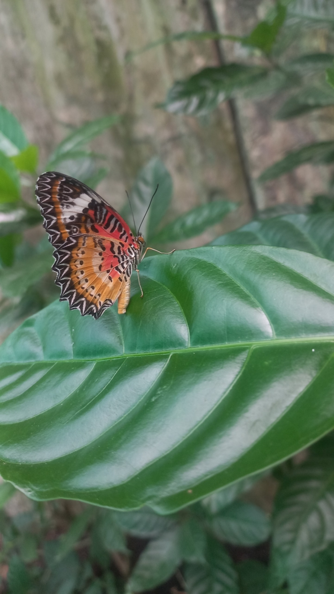 Cethosia cyane (Drury, 1770)