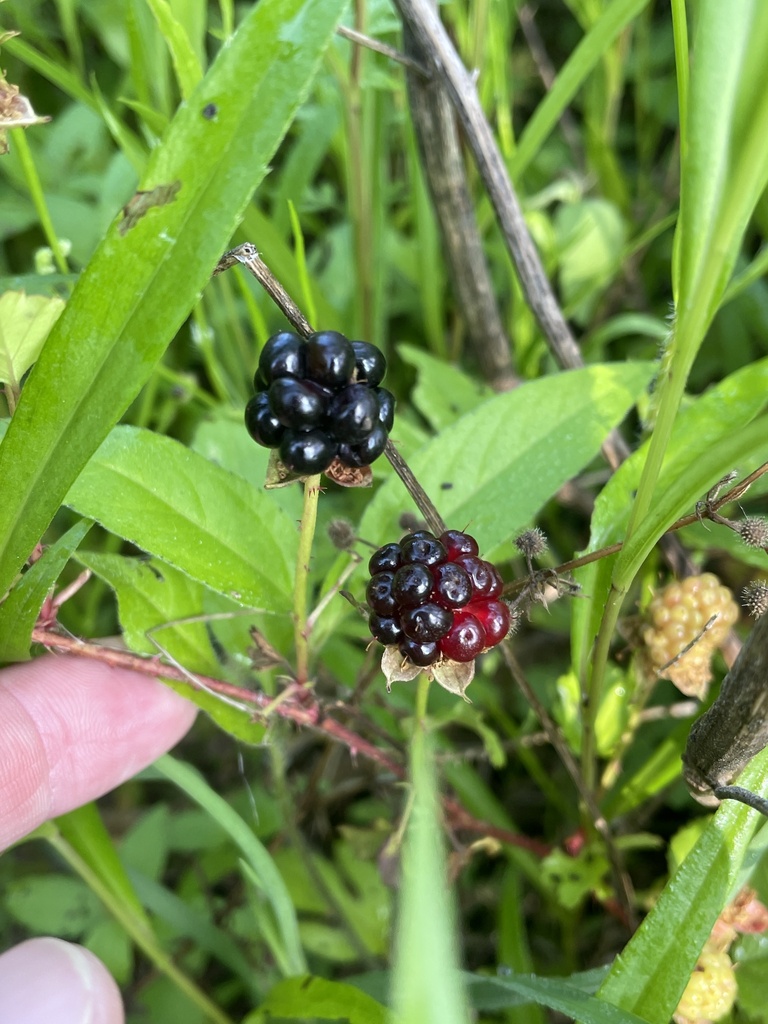 southern dewberry from N Bowman Springs Rd, Arlington, TX, US on April ...