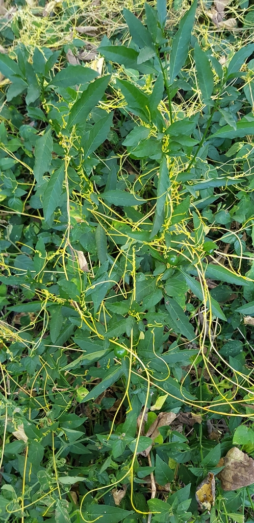 Field Dodder from City of Tshwane, ZA-GT, ZA on April 28, 2023 at 04:42 ...